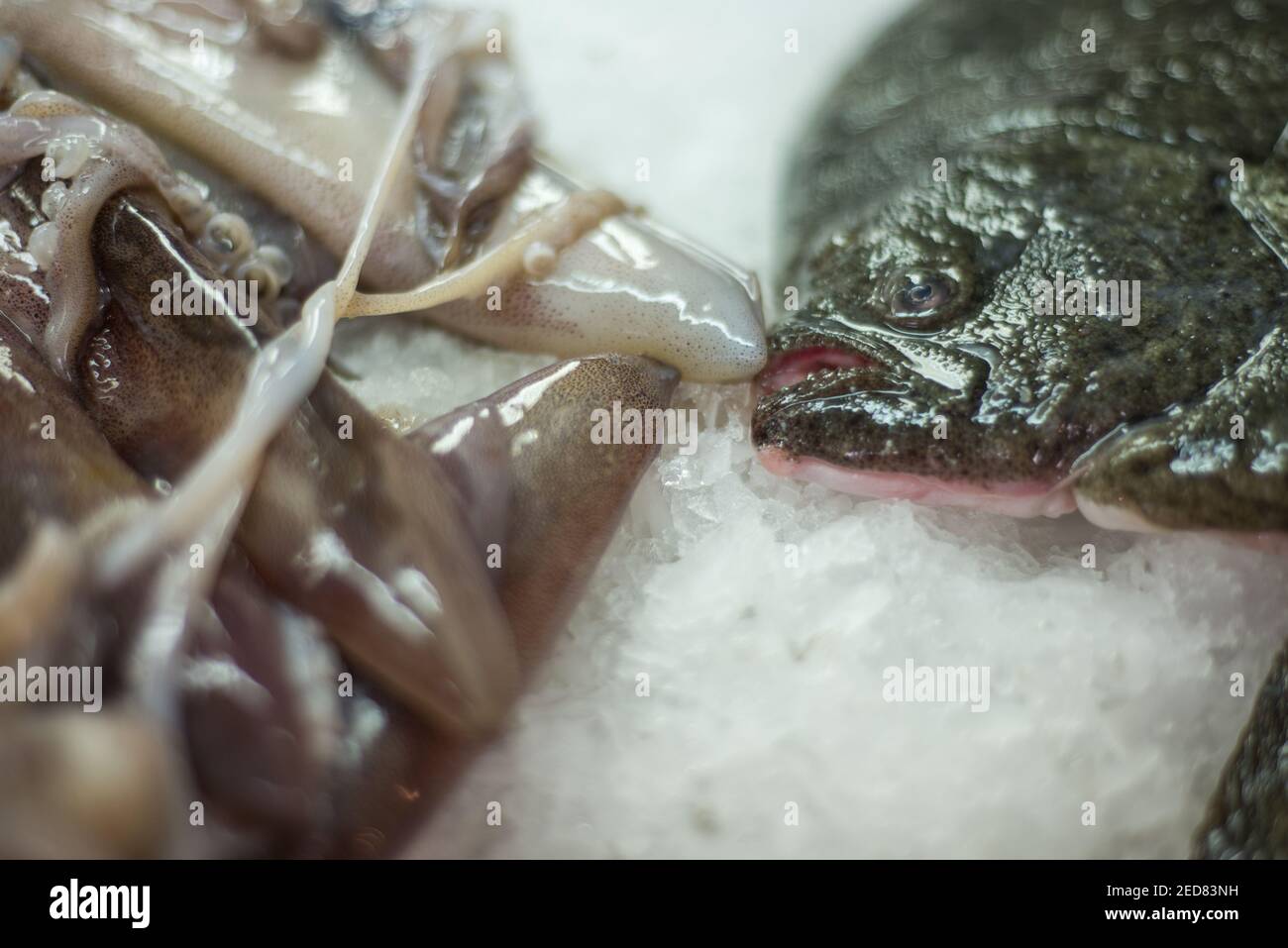 Squid arranged hi-res stock photography and images - Alamy