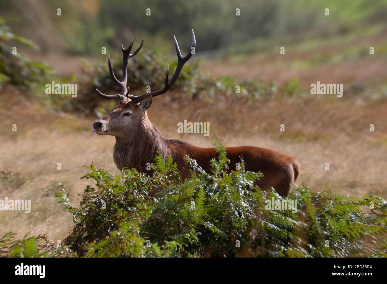 Wild red deer stag with the blurred background and green bush in the ...