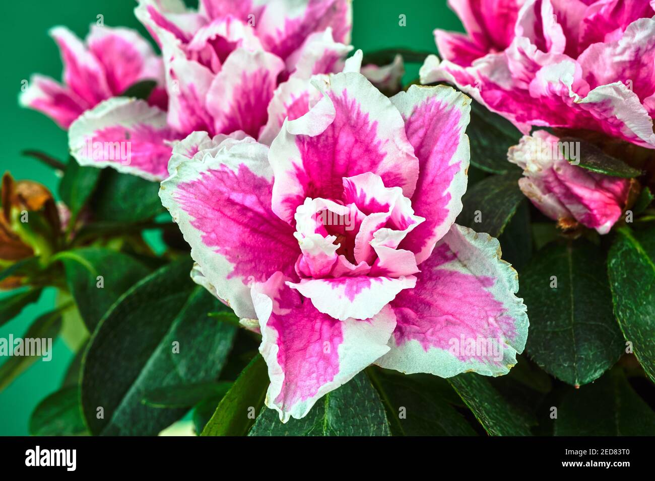 detail of small white and pink azalea flowers in Poland Stock Photo - Alamy