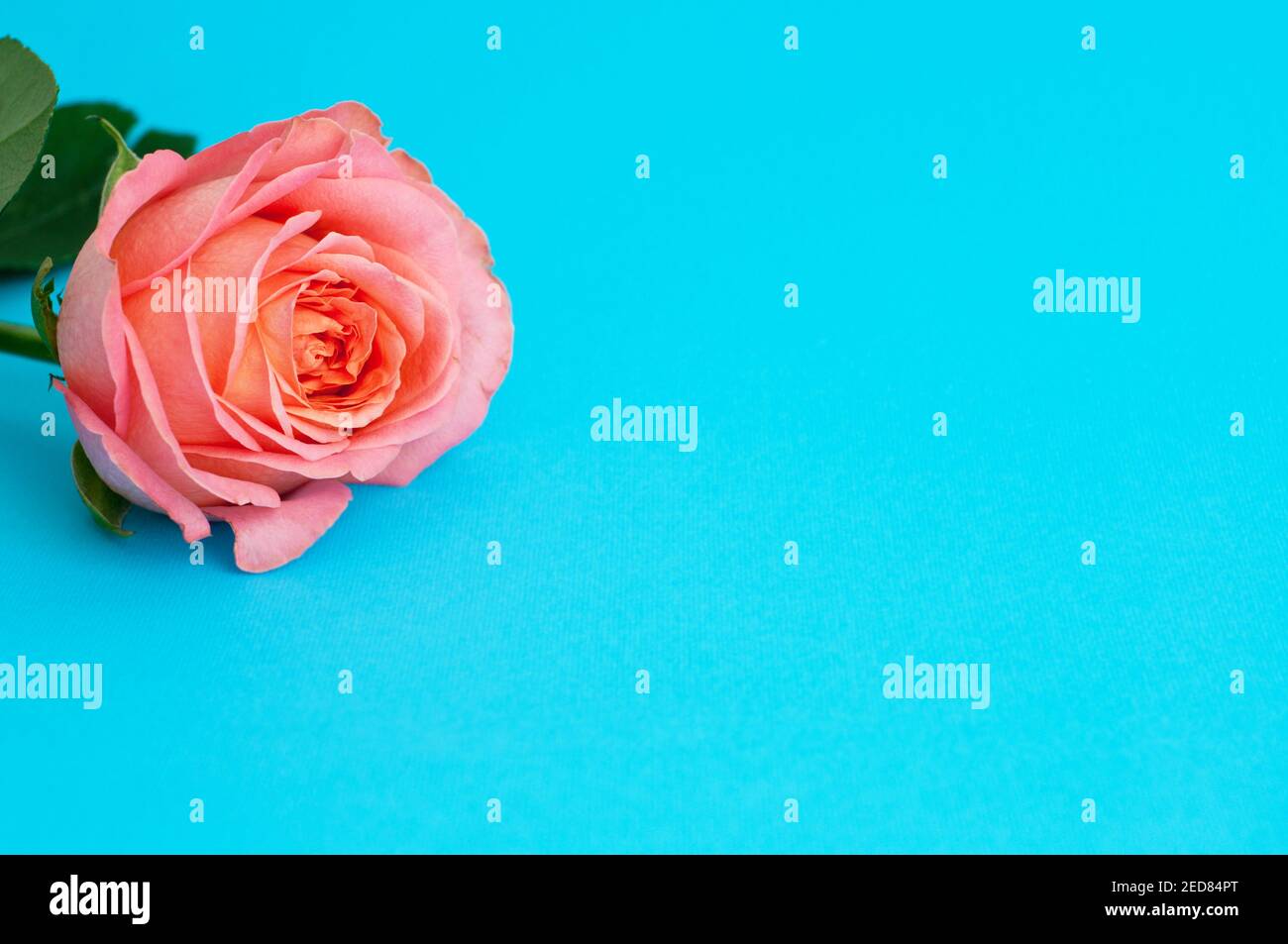 Rose coral hi-res stock photography and images - Alamy