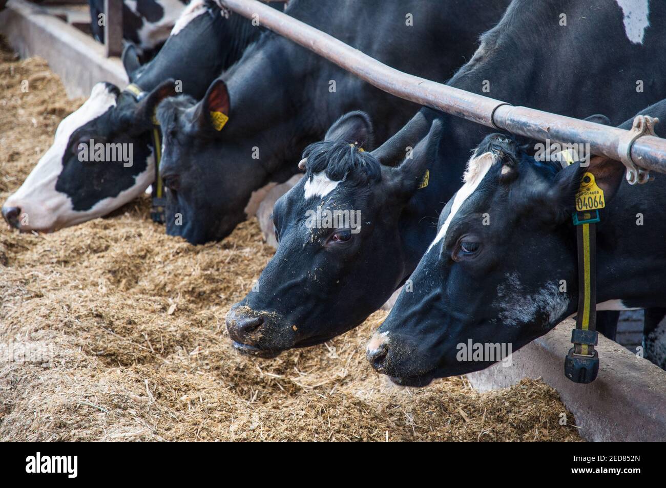 Cows eating hey hi-res stock photography and images - Alamy