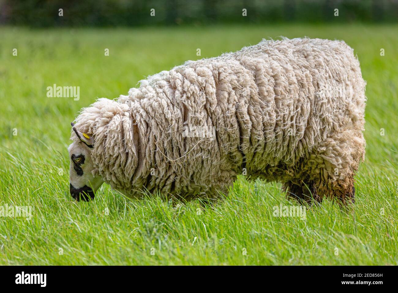 Very woolly grazing domestic sheep in need of sheering. Peak District ...
