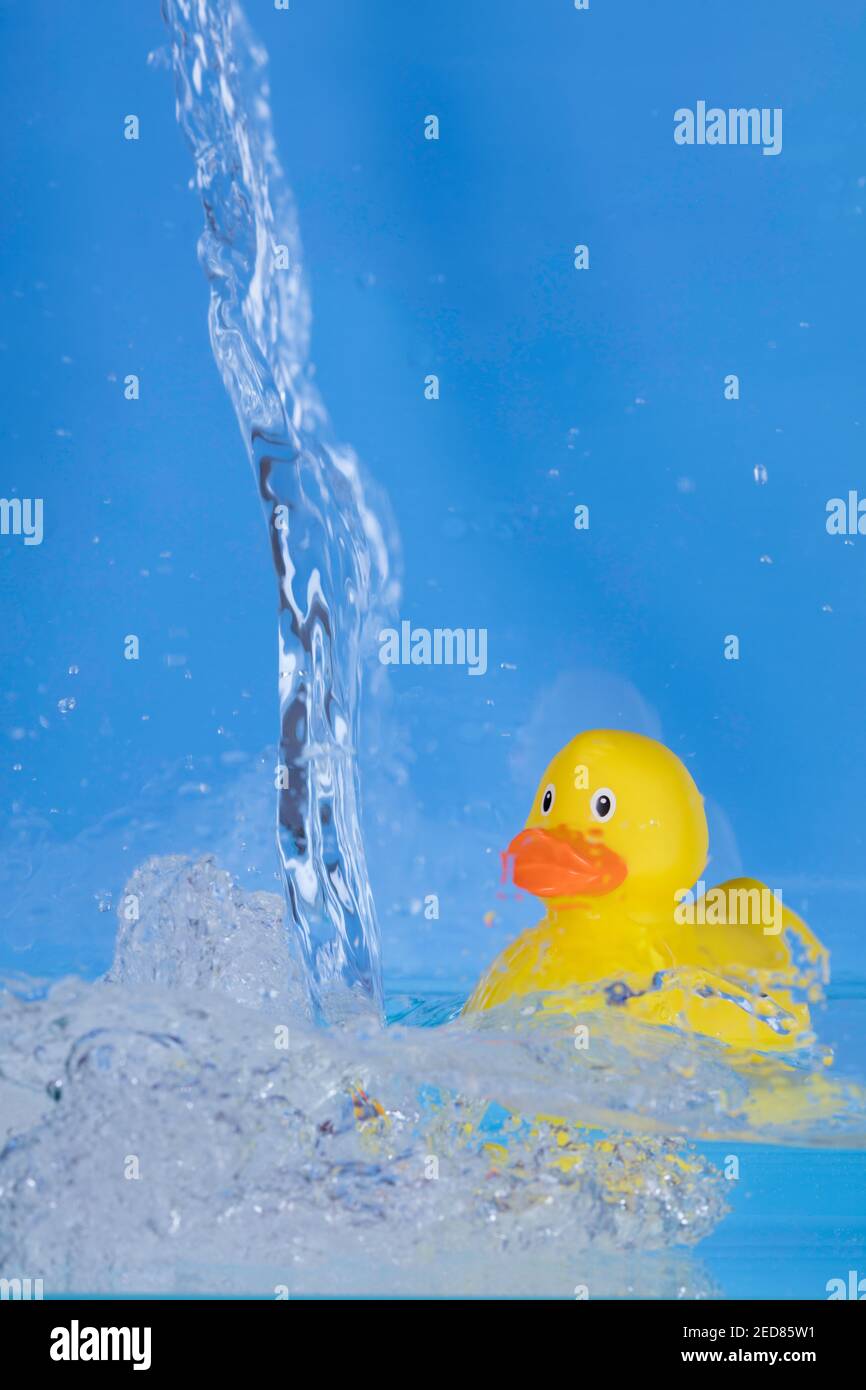 Traditional yellow plastic duck splashing in water Stock Photo - Alamy
