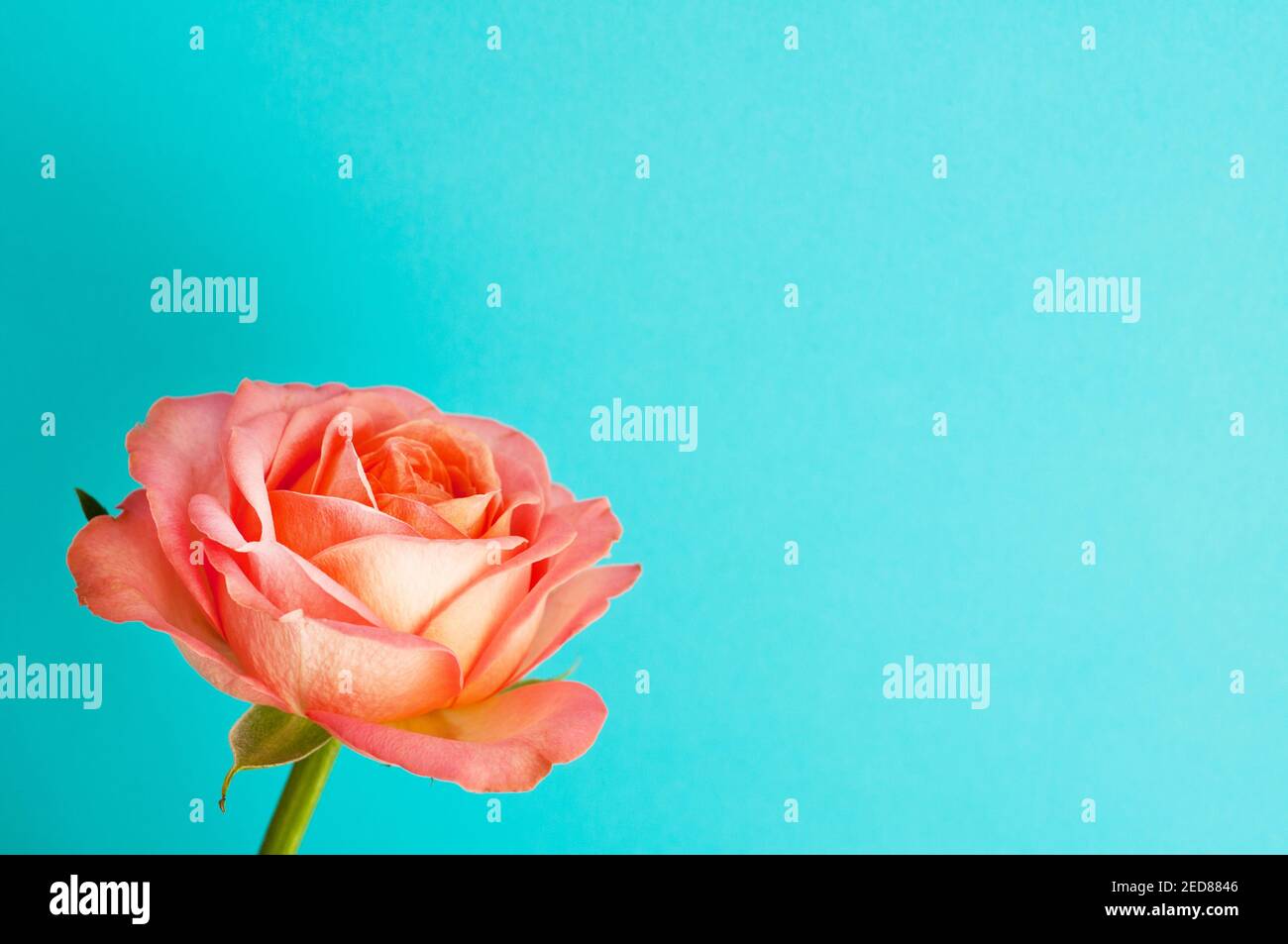 Rose coral hi-res stock photography and images - Alamy