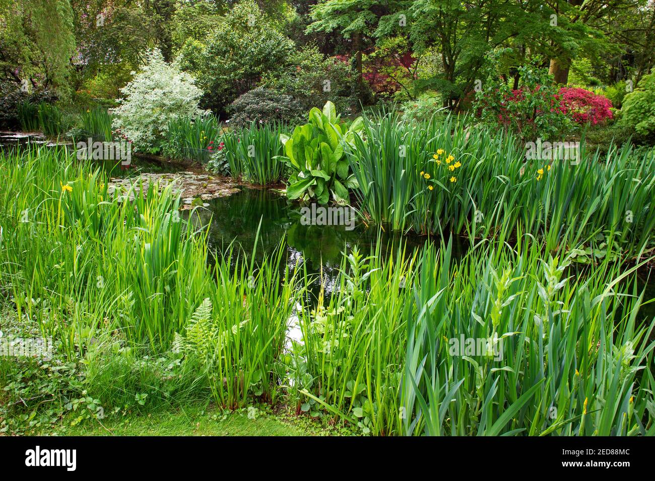 Amazing pond, meadow and flowers (azaleas and irises) in a Japanese ...