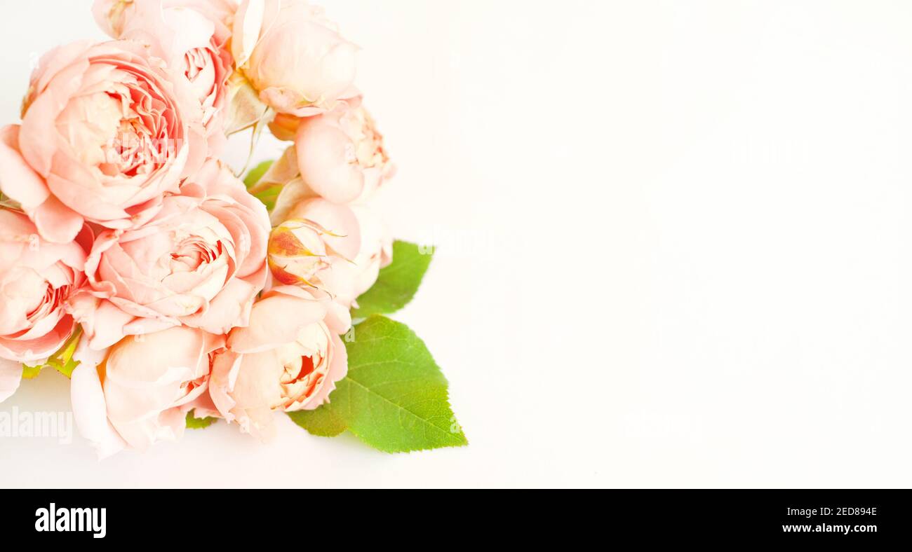 Rose coral hi-res stock photography and images - Alamy