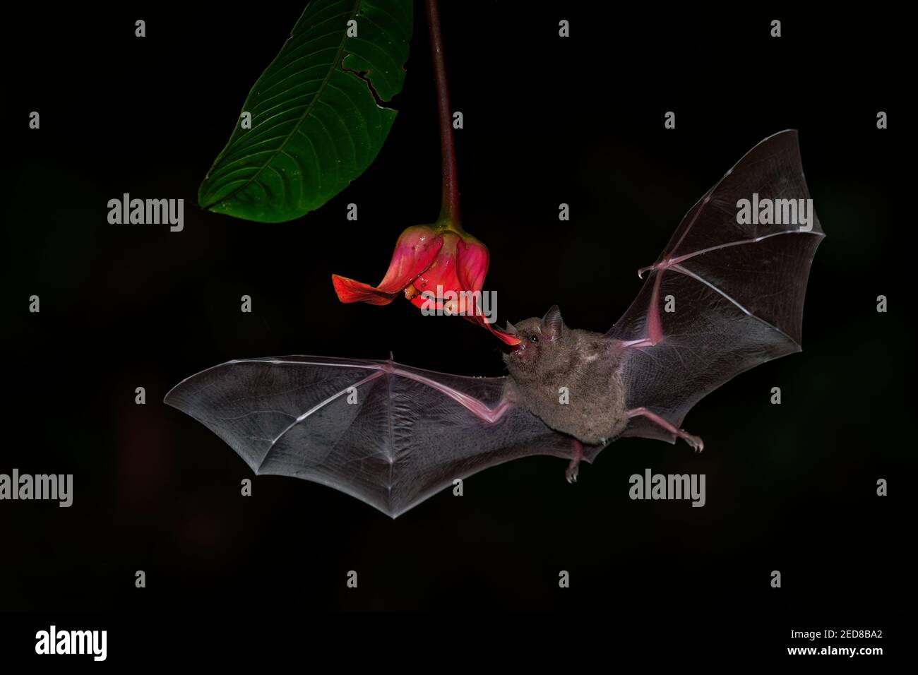 Pallas long-tongued bat (Glossophaga soricina) South and Central ...