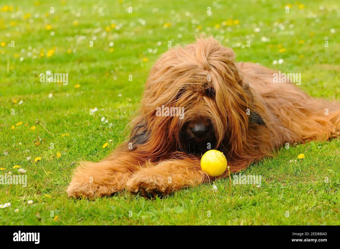 A closeup portrait of a hairy playful Briard brown dog lying on fresh ...