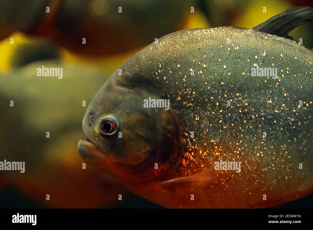 Piranha attack hi-res stock photography and images - Alamy