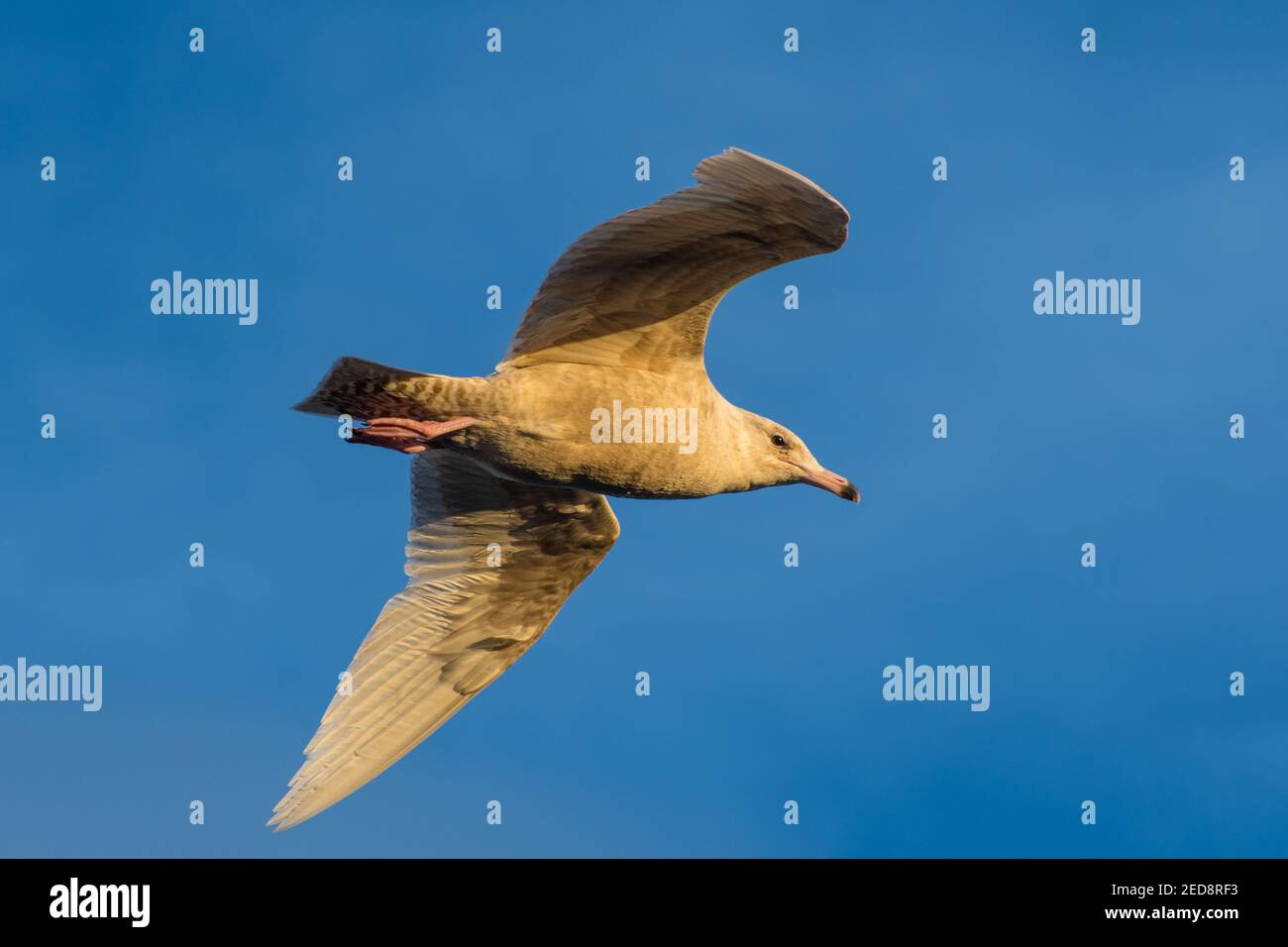Seagull flying in the sky on a stormy day Stock Photo - Alamy