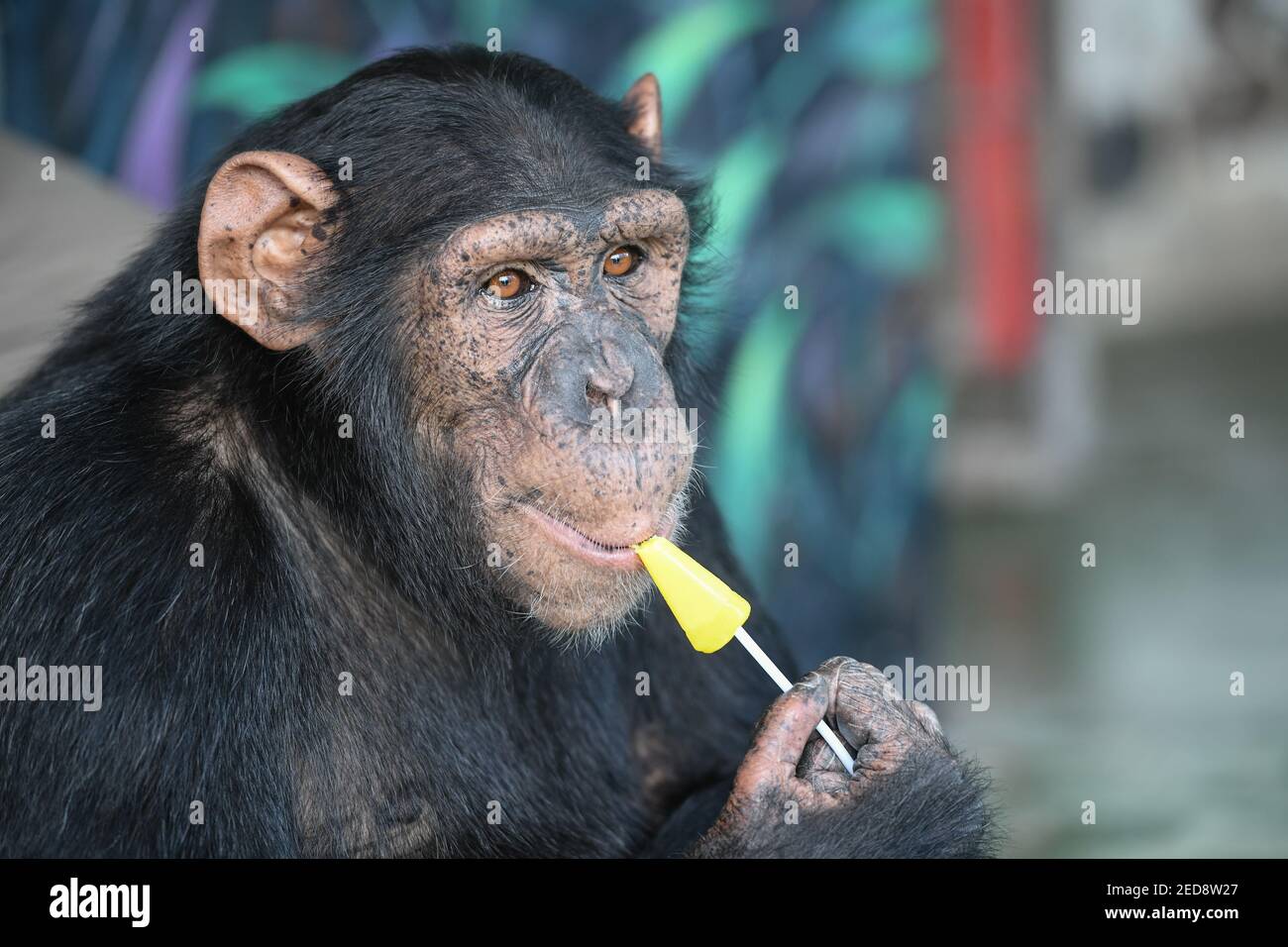 Worlds Largest Chimpanzee