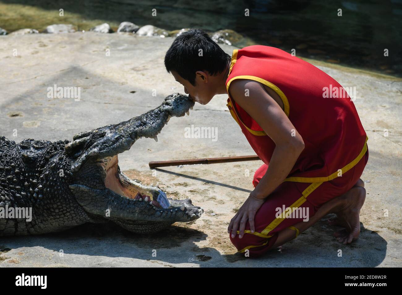 A performers kissing a crocodile during a performance at Samutprakarn ...