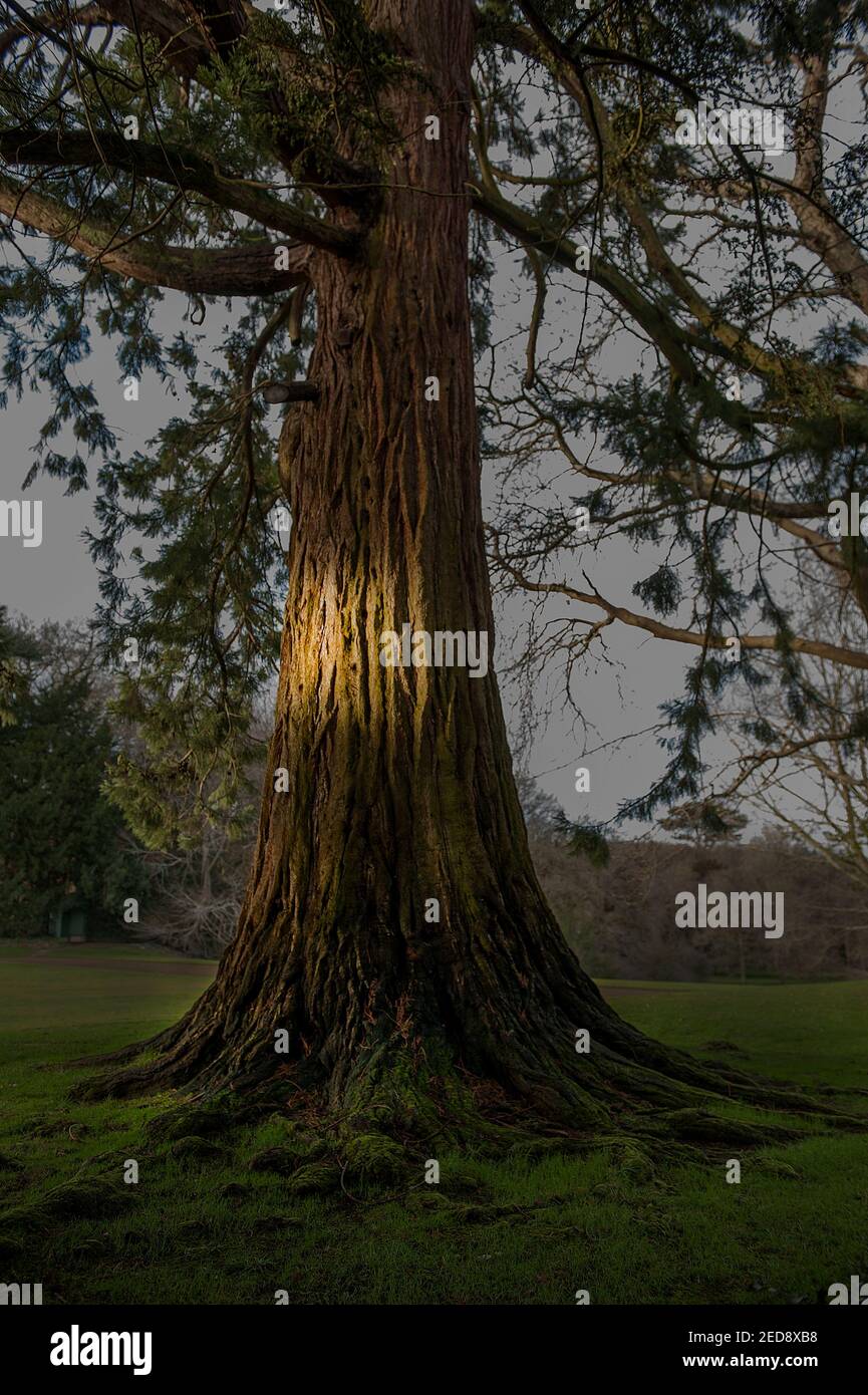 Big tree shadow on grass hi-res stock photography and images - Alamy