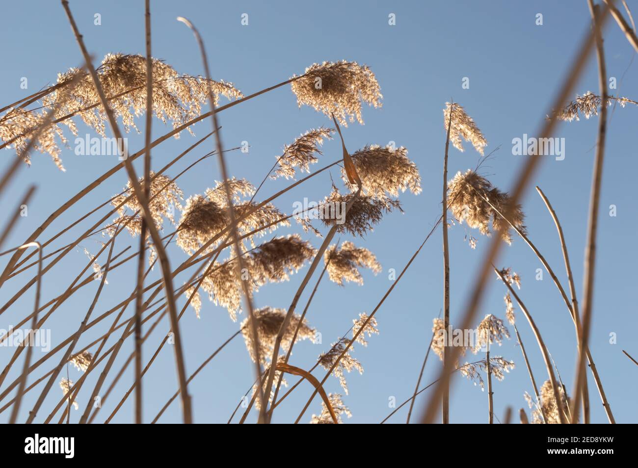 Image of a dried tall reed and their seed heads shot from below in the ...