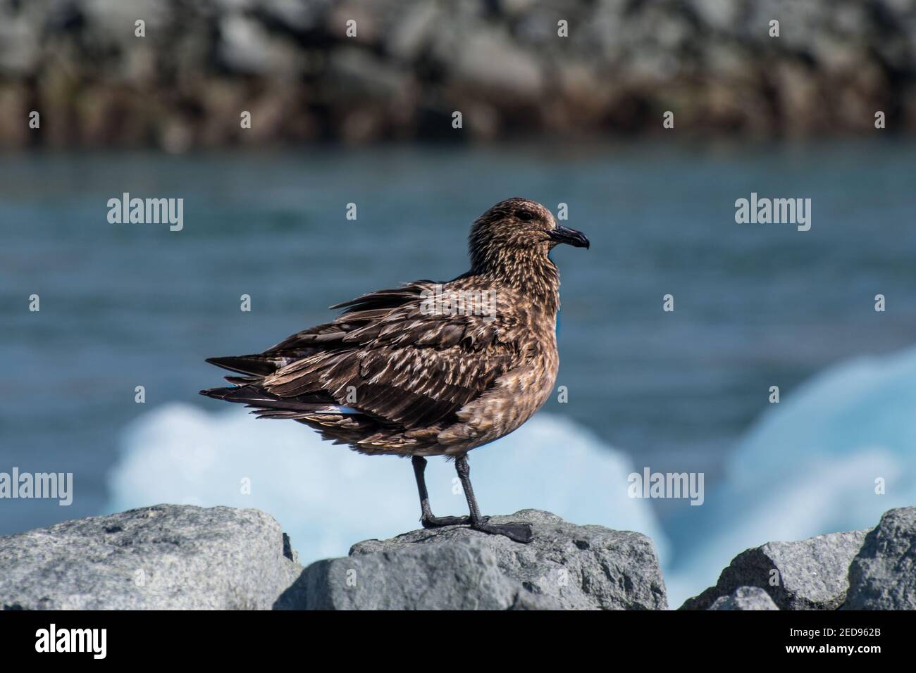 The great skua (Stercorarius skua) is a large seabird in the skua ...
