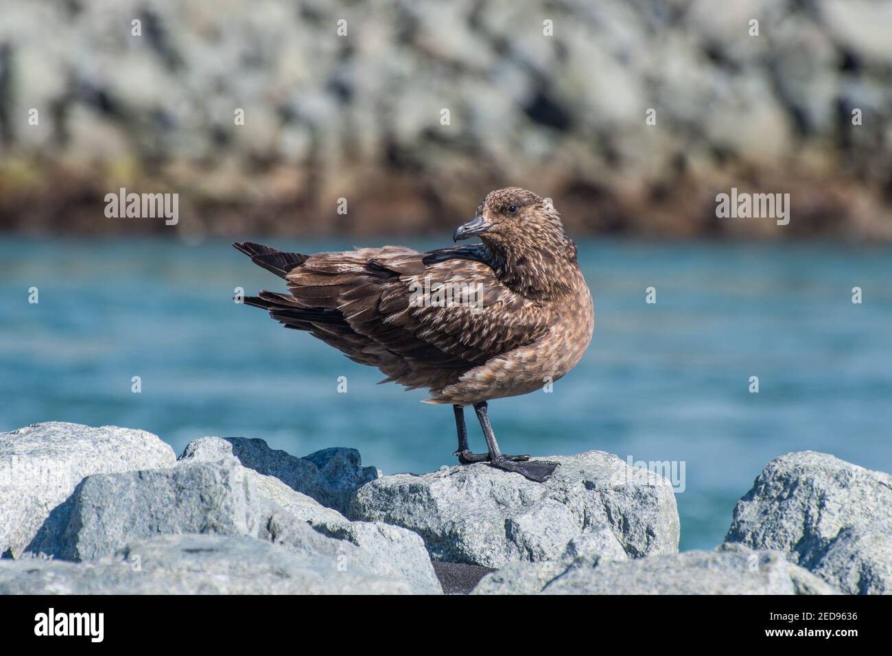 The great skua (Stercorarius skua) is a large seabird in the skua ...