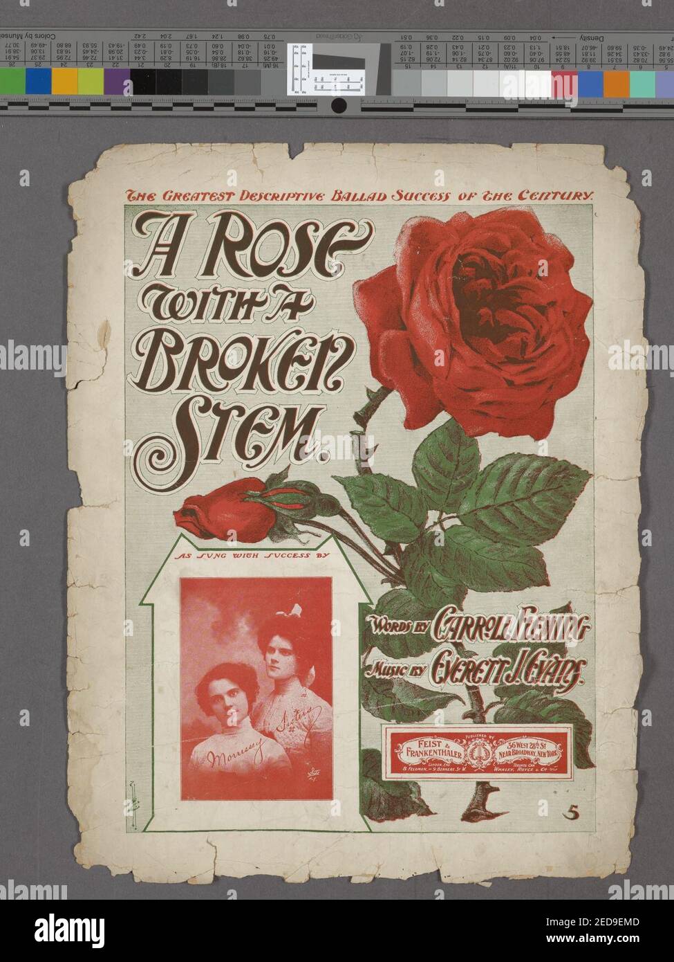 A rose with a broken stem Stock Photo - Alamy