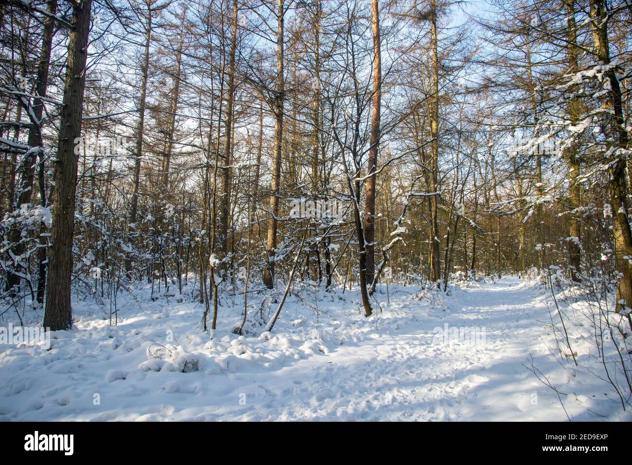 snow covered forest in Ruurlo, Achterhoek, Holland Stock Photo - Alamy