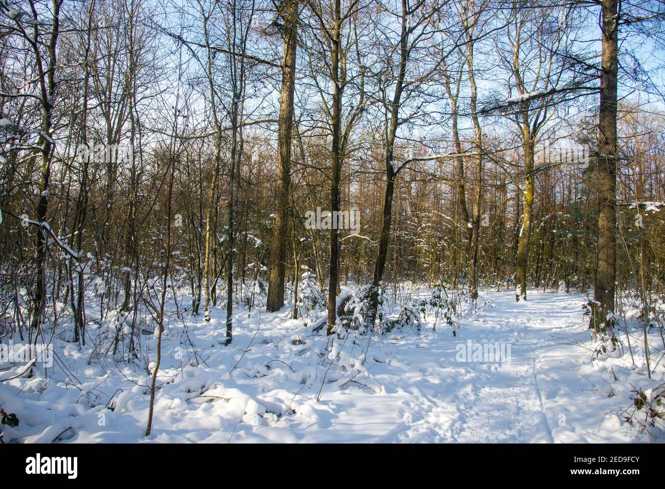 snow covered forest in Ruurlo, Achterhoek, Holland Stock Photo - Alamy