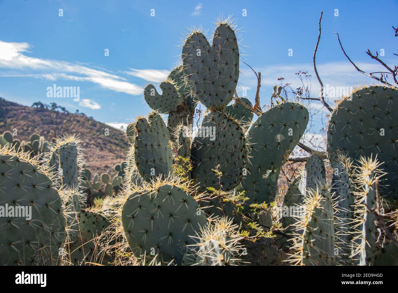 prickly pear or Barbary fig (opuntia ficus) growing at an oasis ...