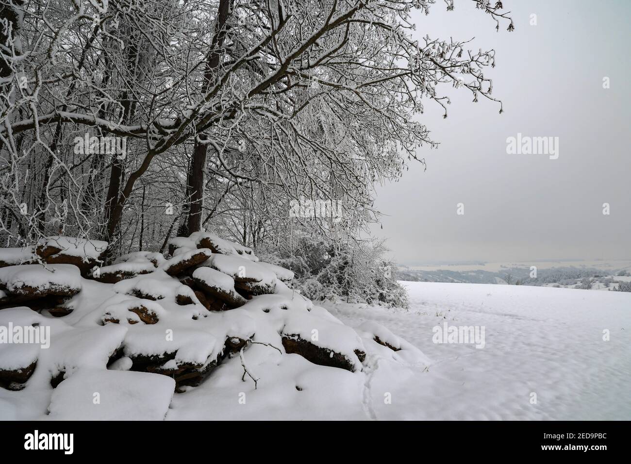 A scenic winter landscape with fresh white snow covering the branches ...