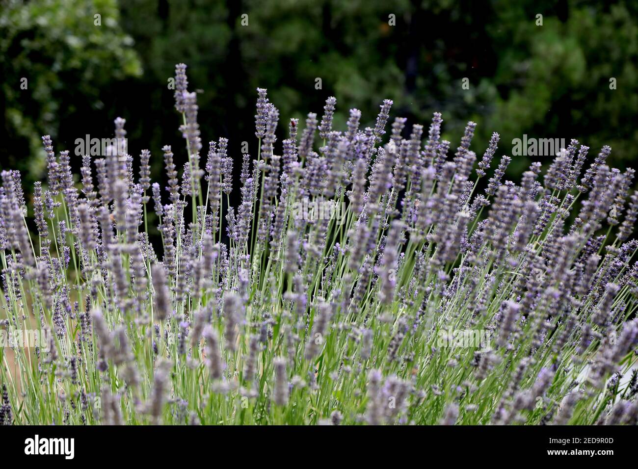 A beautiful wallpaper of lavenders grown in the forest Stock Photo - Alamy