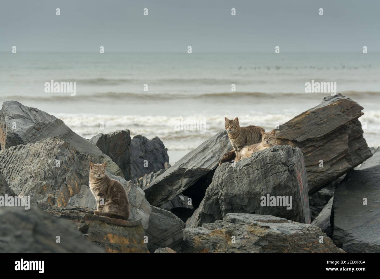 An amazing shot of three cats sitting and lying on big rocks on the ...