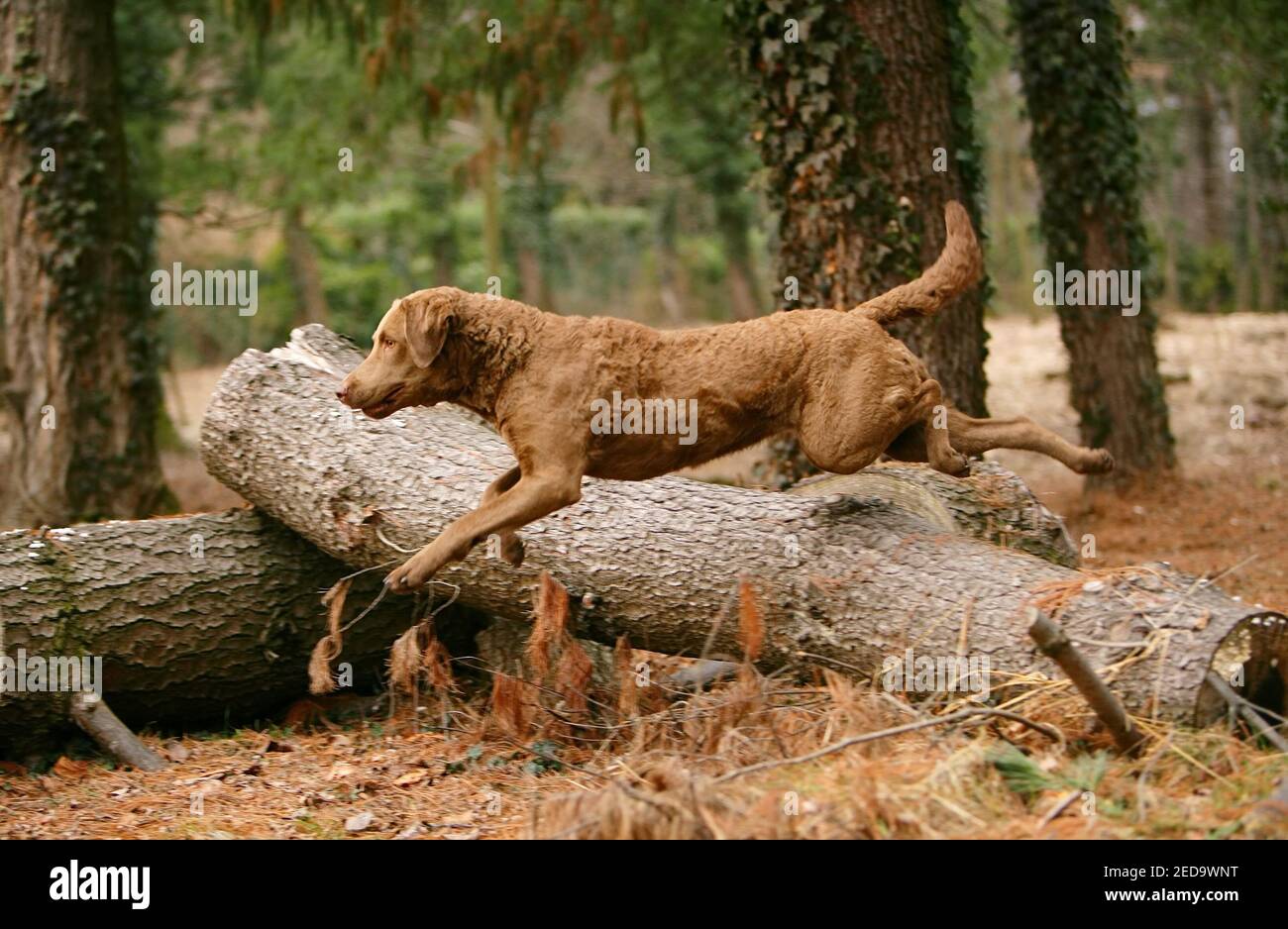 A portrait of a large-sized Chesapeake Bay Retriever dog jumping over a ...