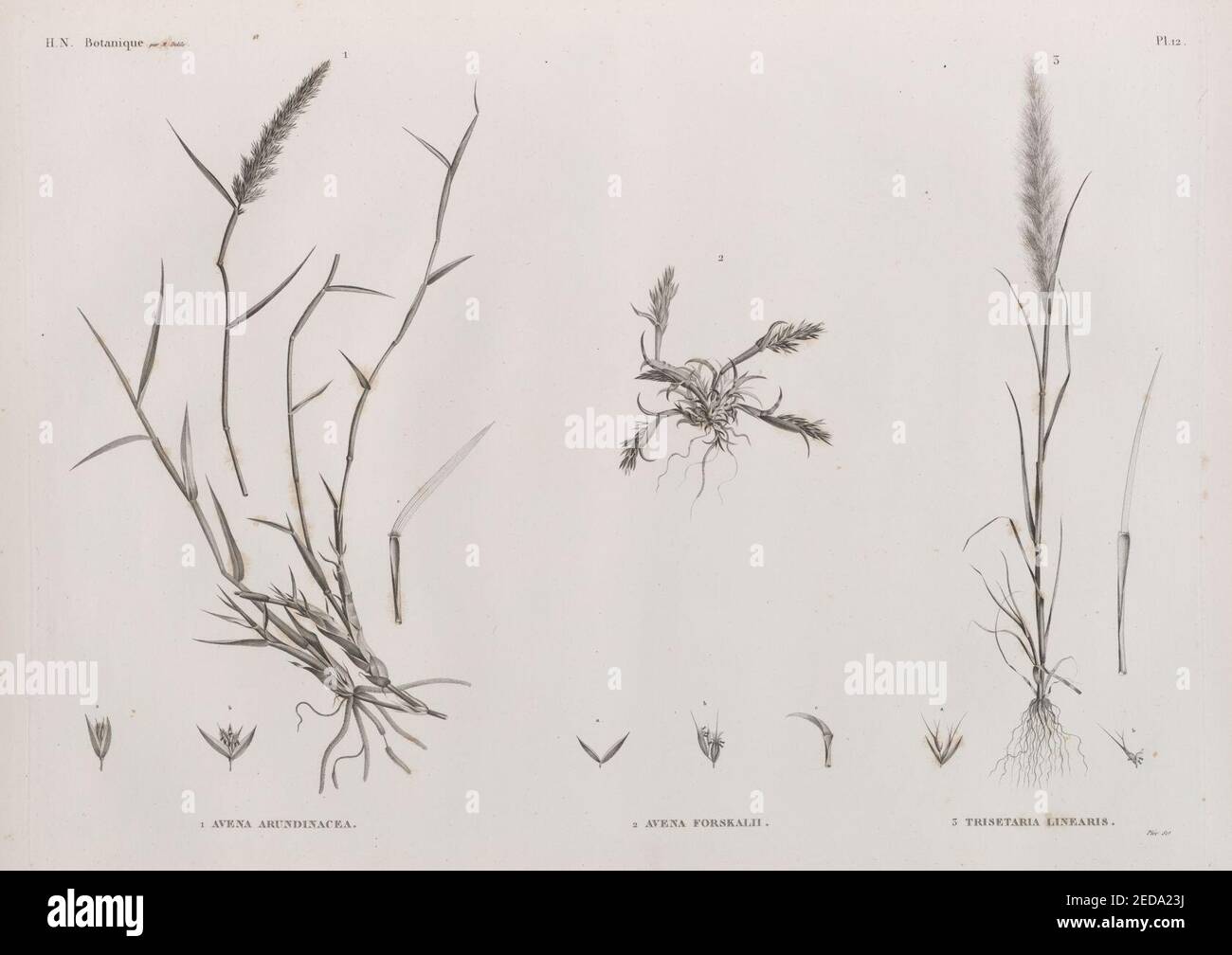 Botanique. 1. Avena arundinacea; 2. Avena forskalii; 3. Trisetaria ...