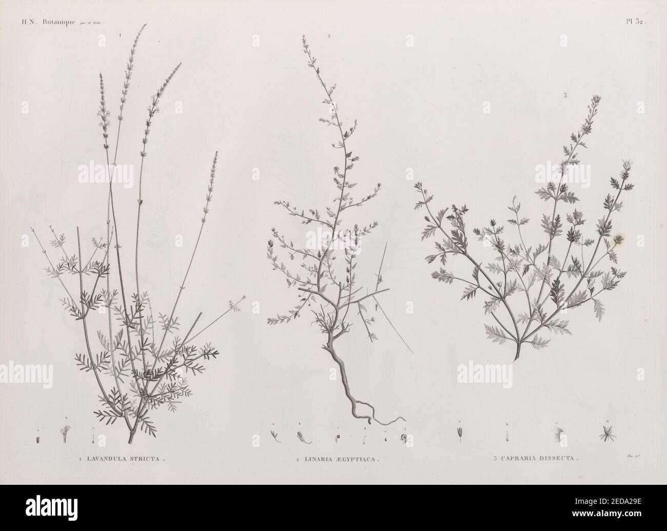 Botanique. 1. Lavandula stricta; 2. Linaria ægyptiaca; 3. Capraria ...