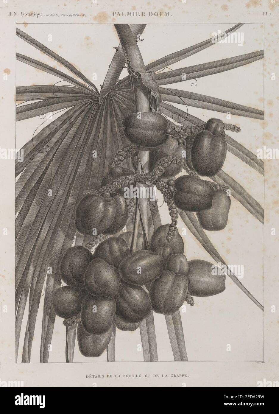 Botanique. Palmier Doum (Cucifera thebaïca). Détails de la feuille et ...