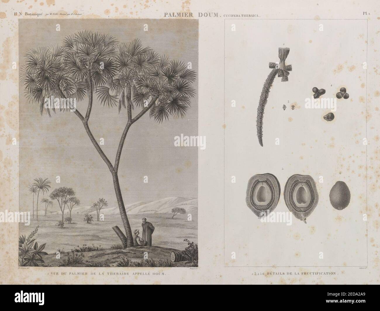 Botanique. Palmier Doum (Cucifera thebaïca). 1. VUe de palmier de la ...