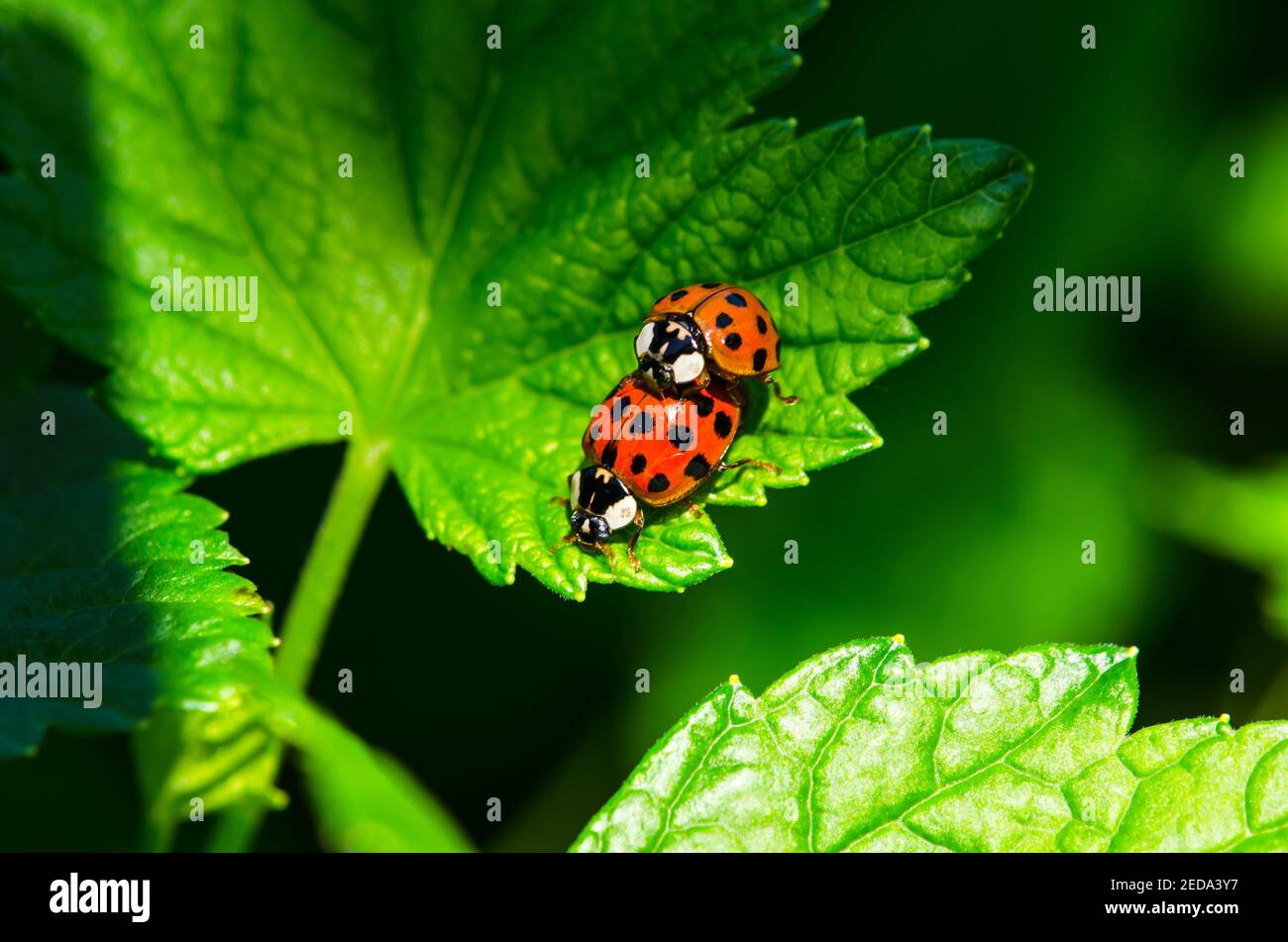 Two small ladybugs mating on a green leaf Stock Photo - Alamy