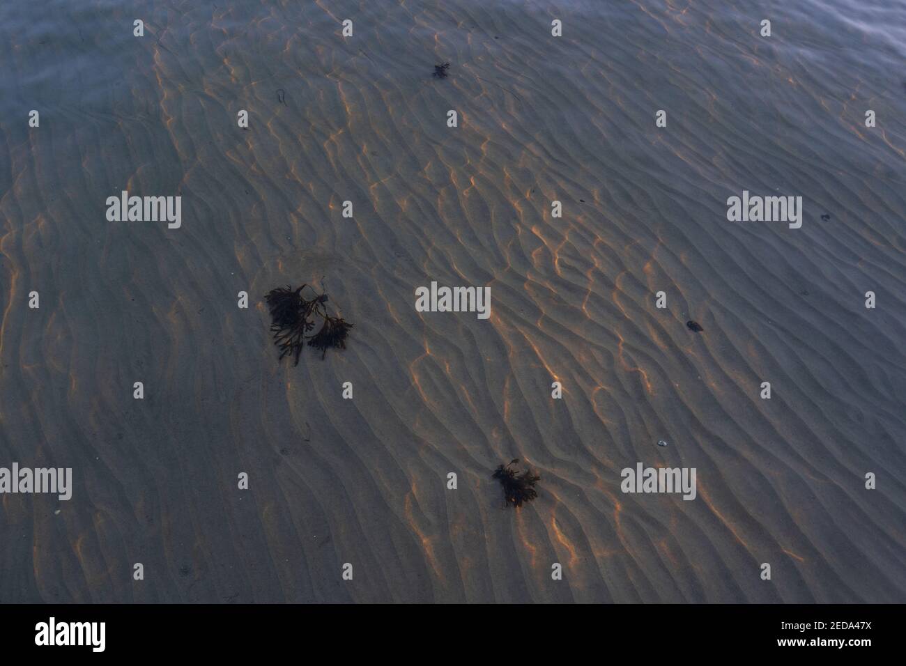 Underwater sand patterns shining in sunlight in clear water at Amager ...