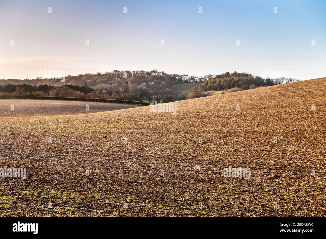 Rolling fields in Little Offley, Hertfordshire, UK Stock Photo - Alamy