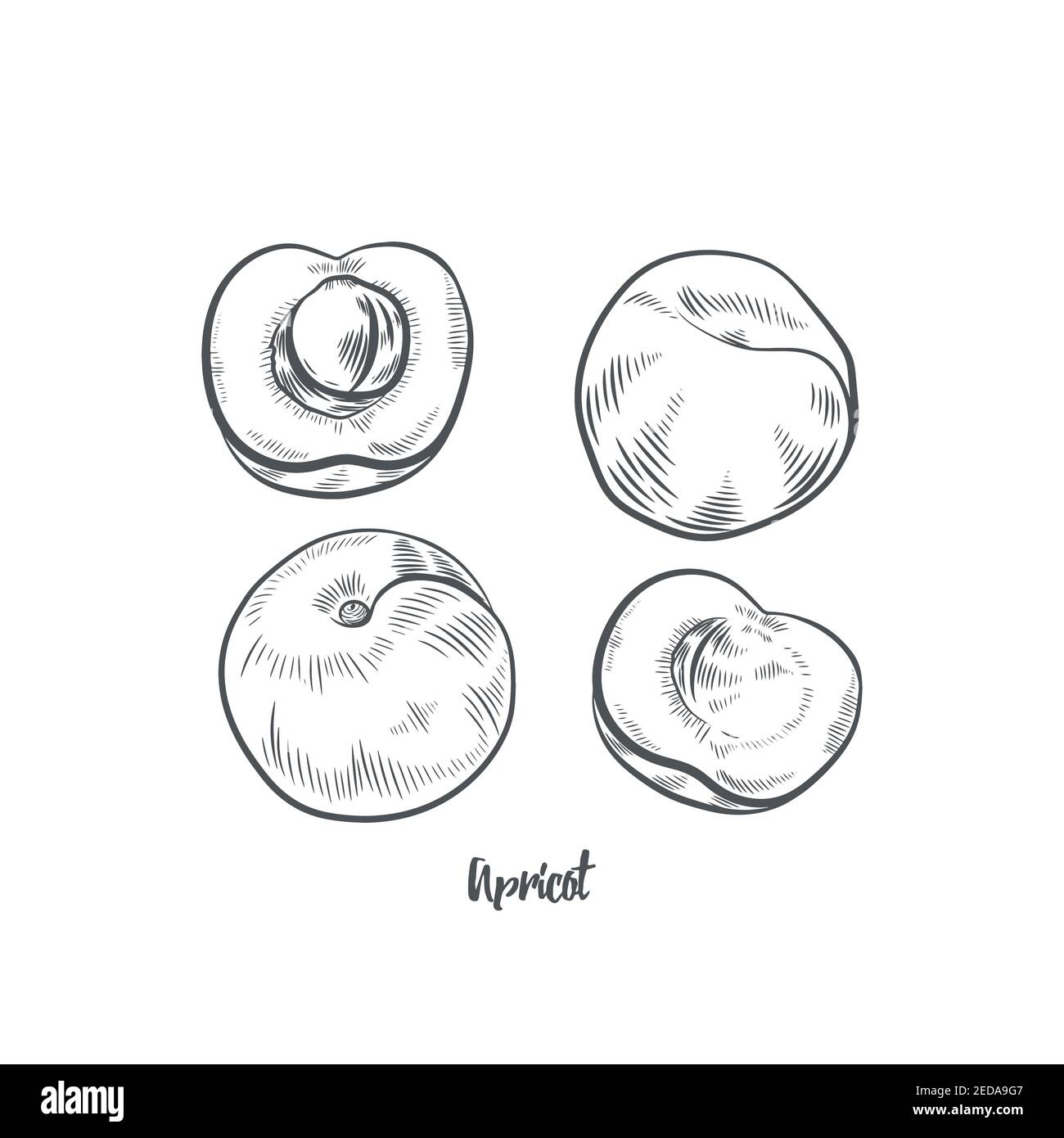 Hand drawn apricot isolated on white background Stock Vector Image ...