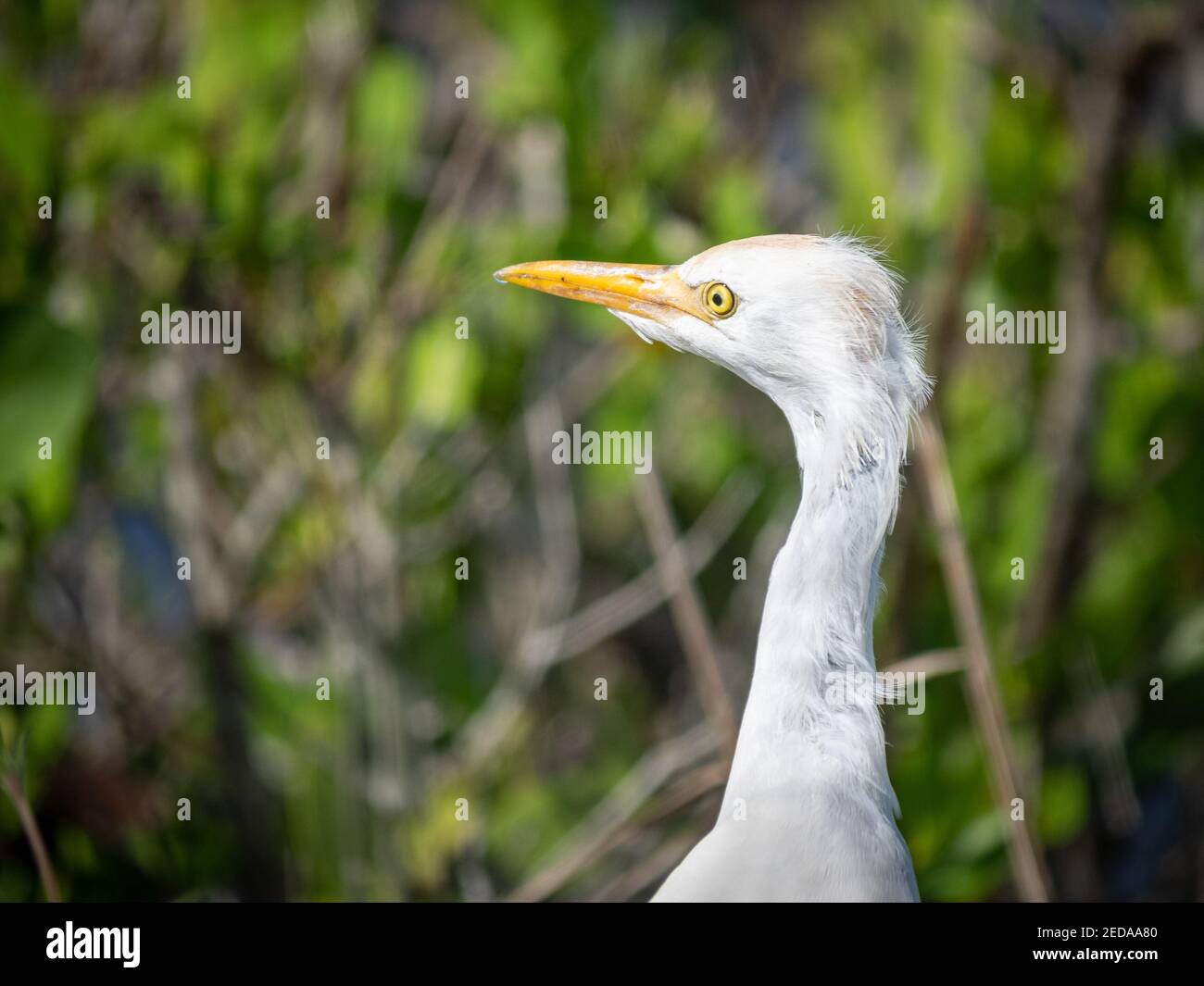 Very cutte cattle egret looking for food Stock Photo - Alamy