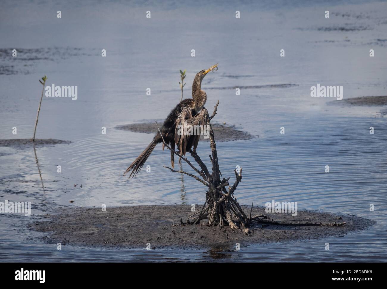 Very sad Anhinga tied bill with fishing nets that will eventually die ...