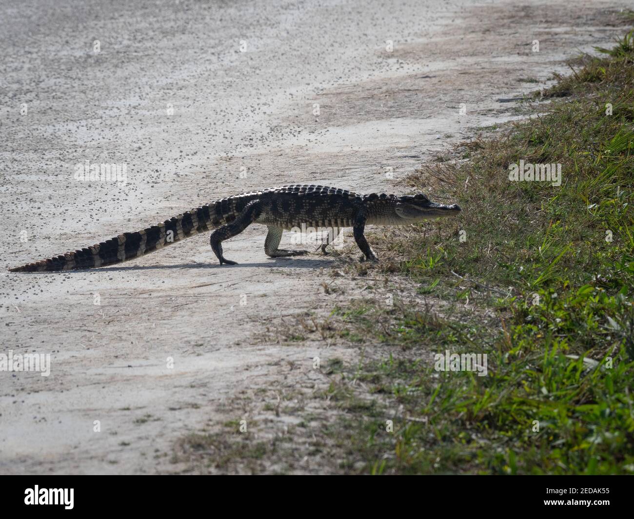 American alligator crossing florida park hi-res stock photography and ...