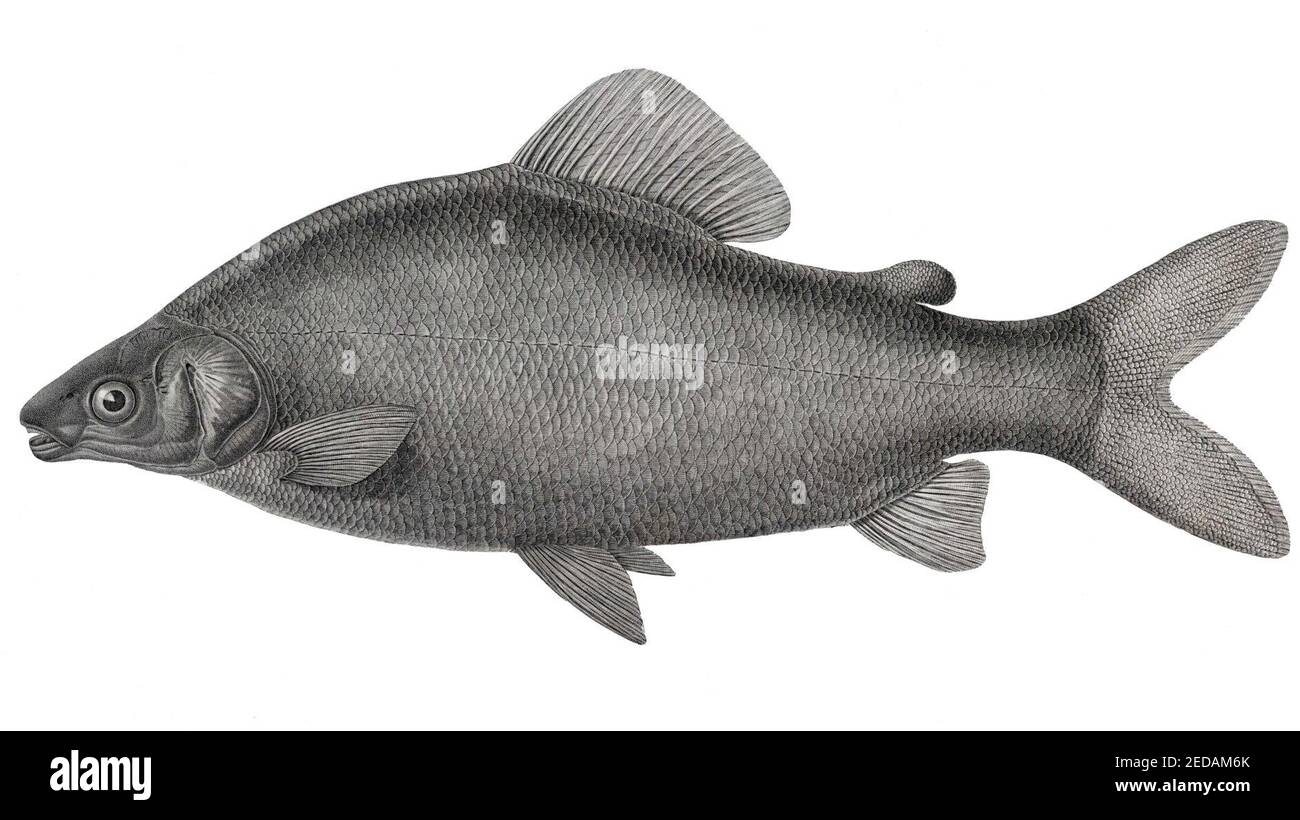 Distichodus hi-res stock photography and images - Alamy