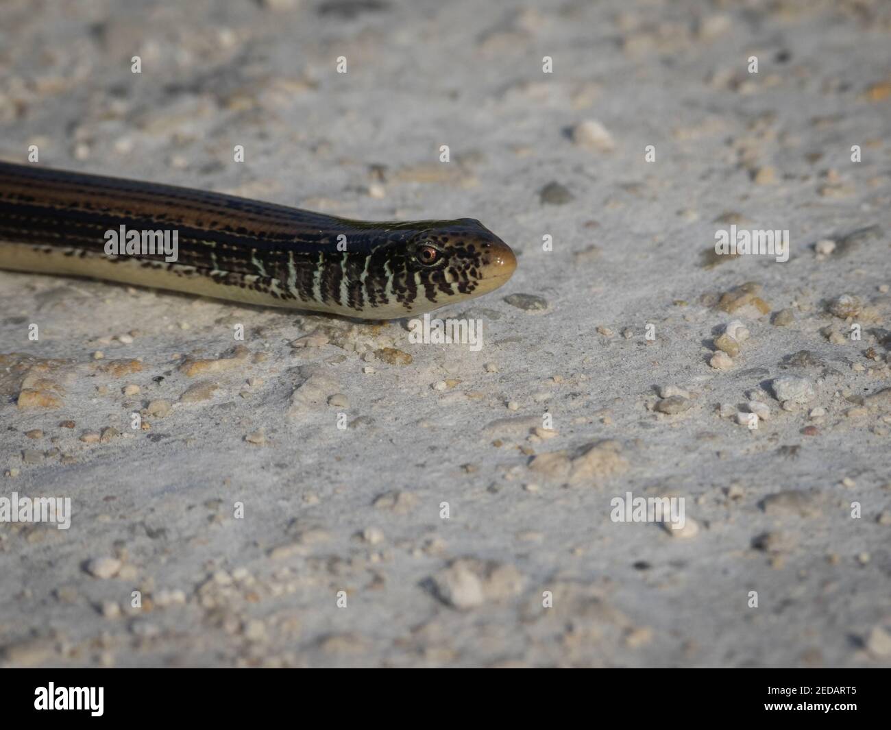 Little snake on beach near water Stock Photo - Alamy