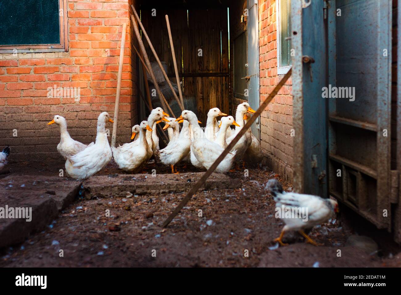hens walking around the yard, barnyard on a farm for breeding poultry ...