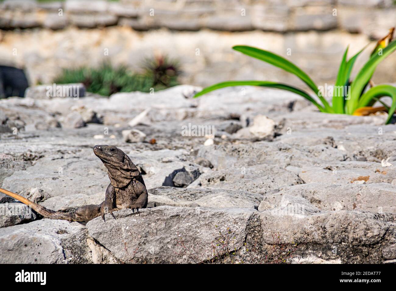 An iguana at the Mayan ruins of Tulum, Quintana Roo, Mexico Stock Photo ...