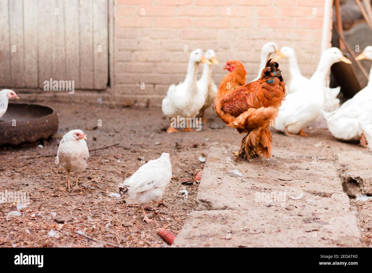 hens walking around the yard, barnyard on a farm for breeding poultry ...