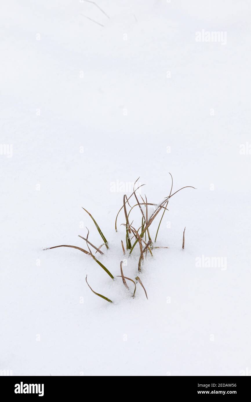 Clump grass hi-res stock photography and images - Alamy