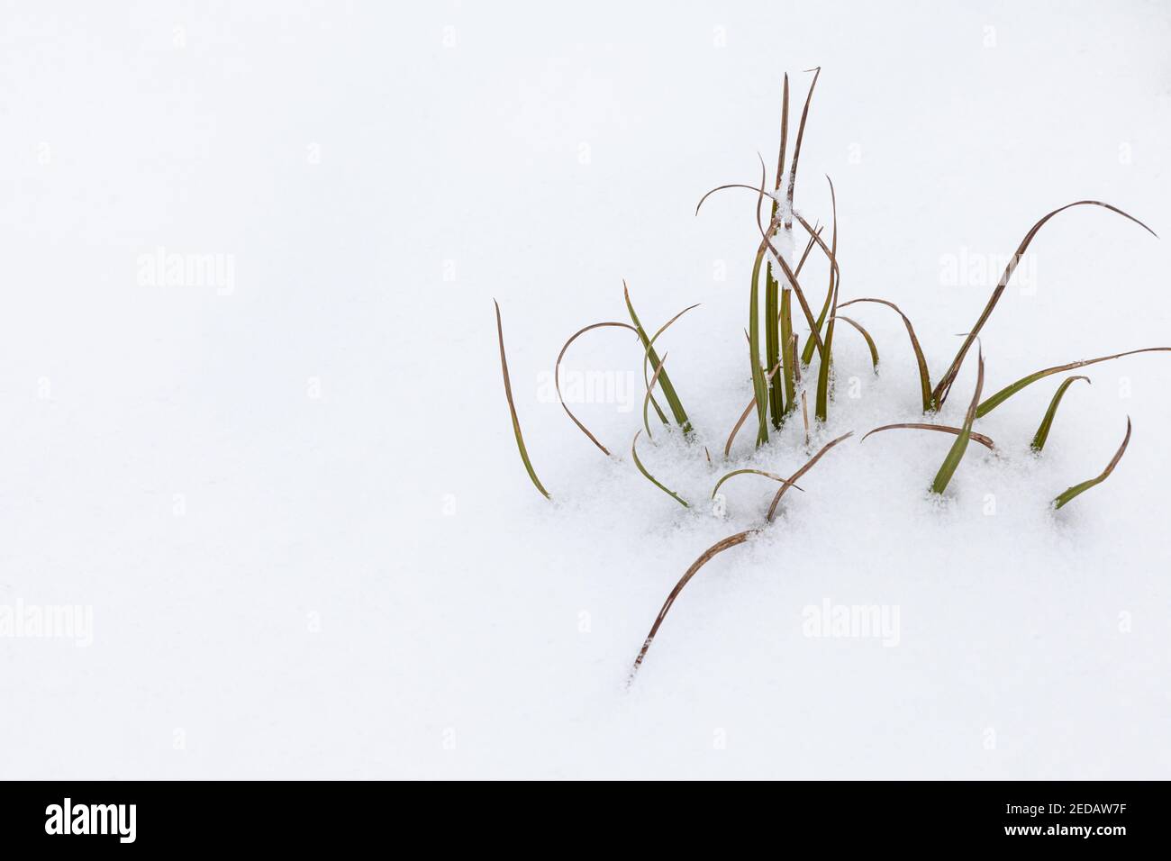 Clump grass hi-res stock photography and images - Alamy