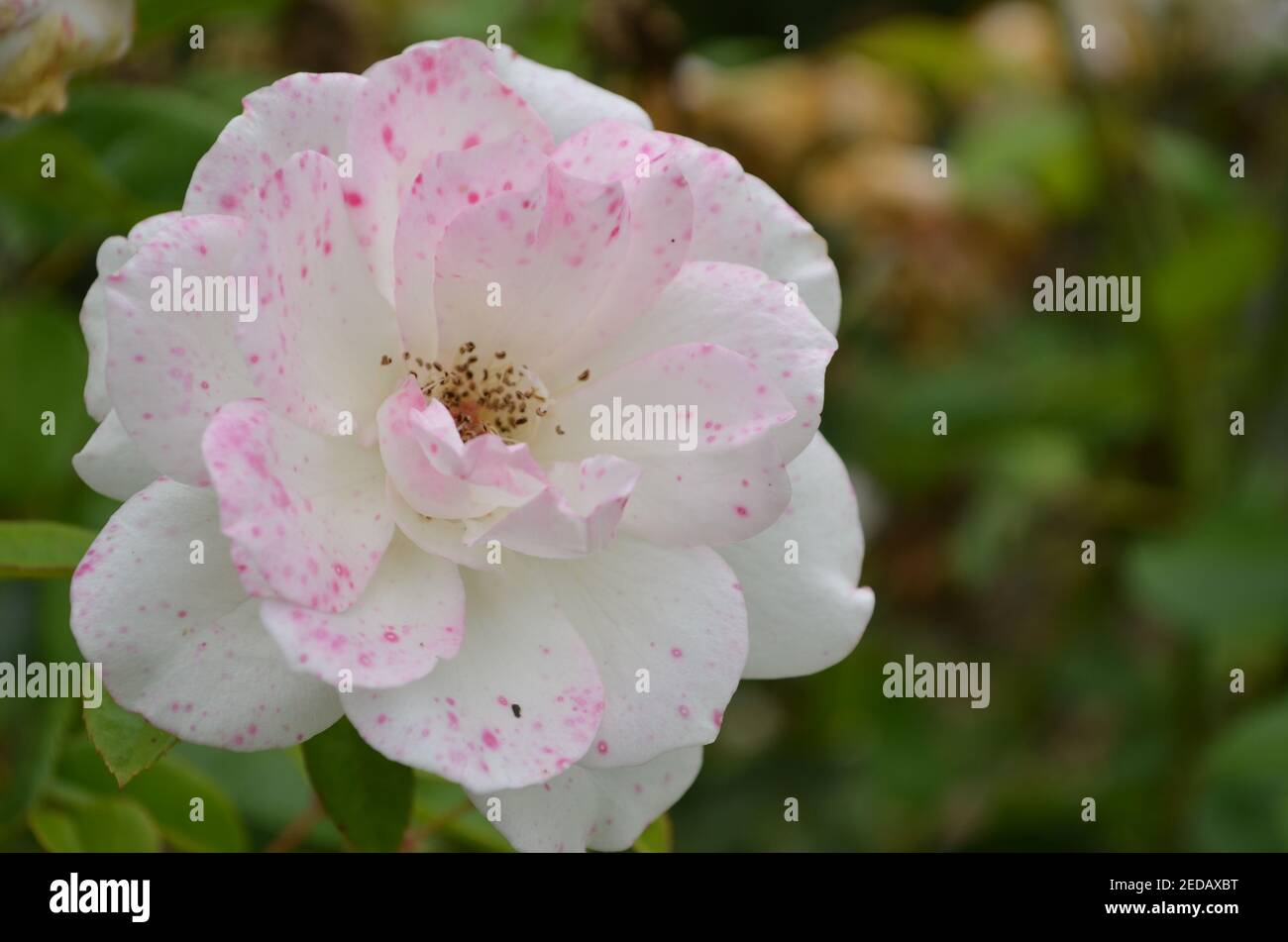 A white rose with pink dots Stock Photo - Alamy
