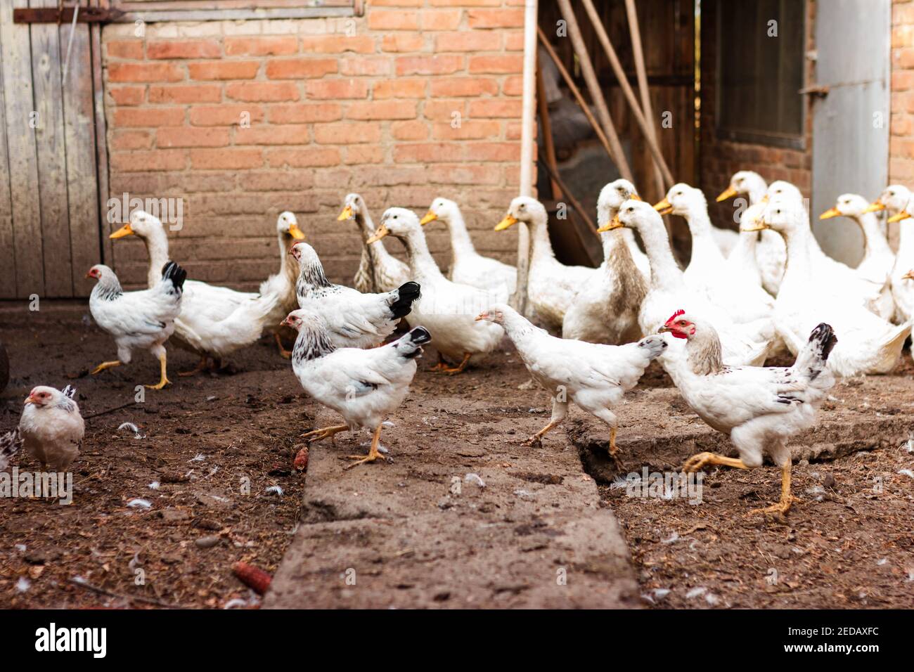 hens walking around the yard, barnyard on a farm for breeding poultry ...