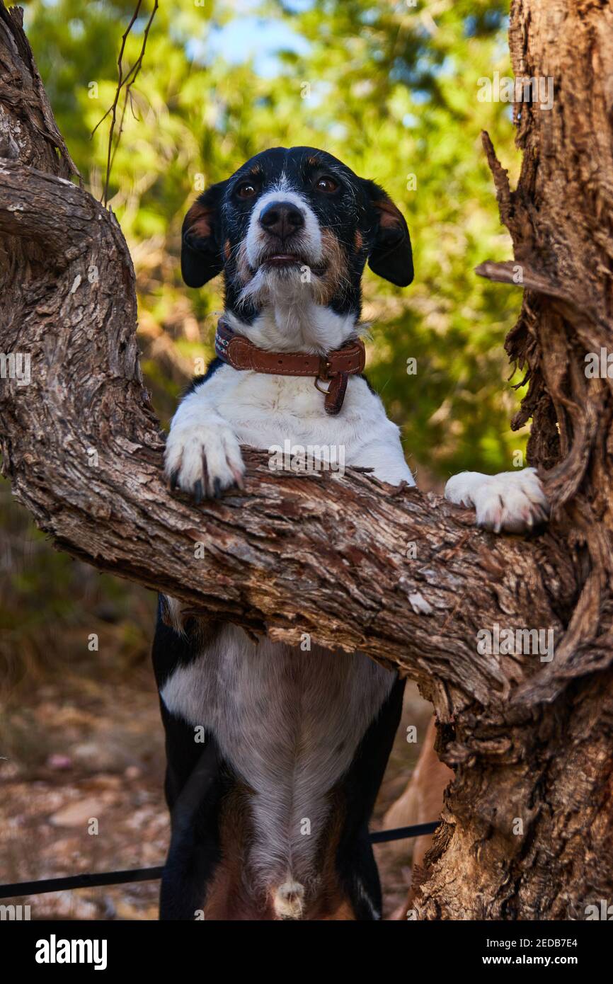 dog posing in nature leaning on a tree Stock Photo - Alamy