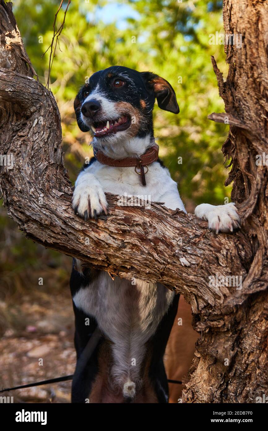 dog posing in nature leaning on a tree Stock Photo - Alamy